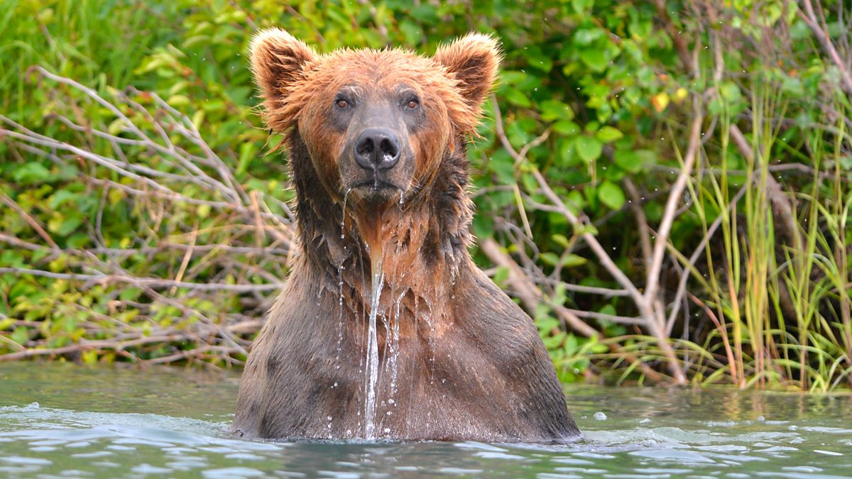 BBC One - Wild Alaska Live