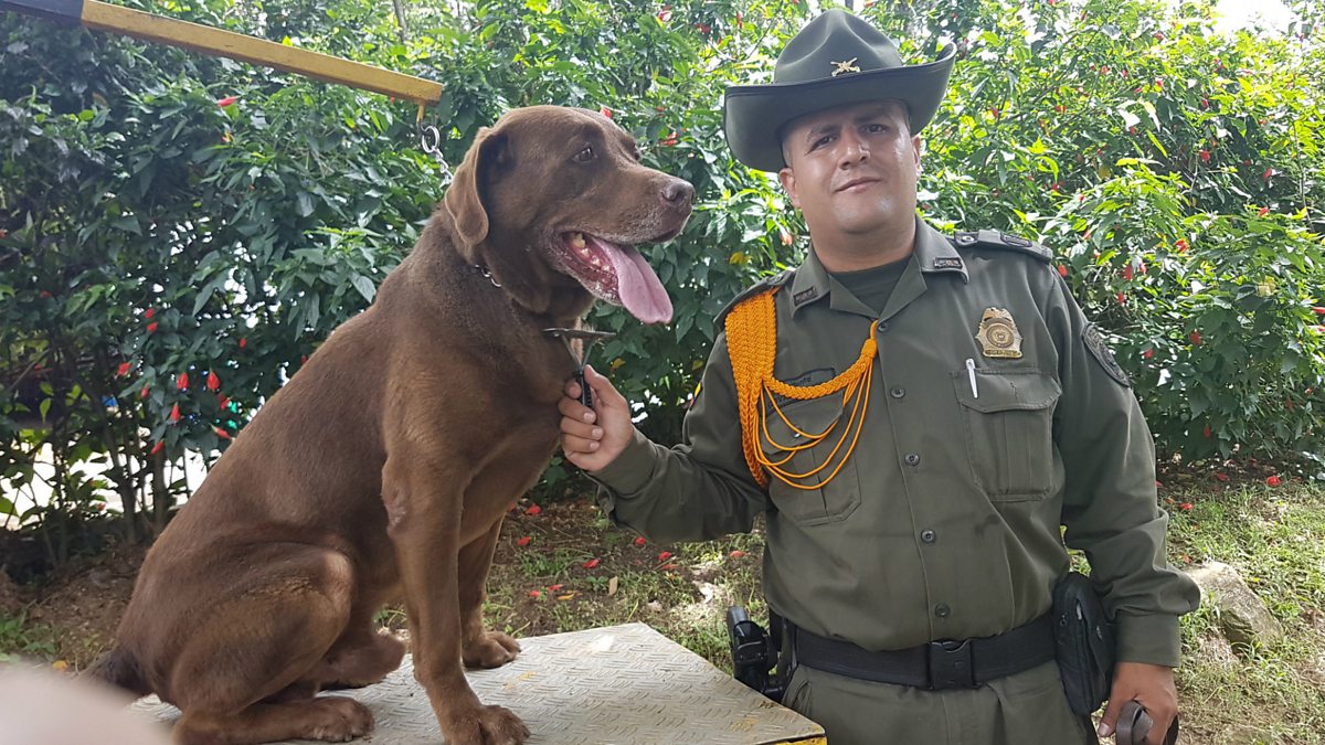 BBC World Service - Outlook, Colombia's most wanted dog