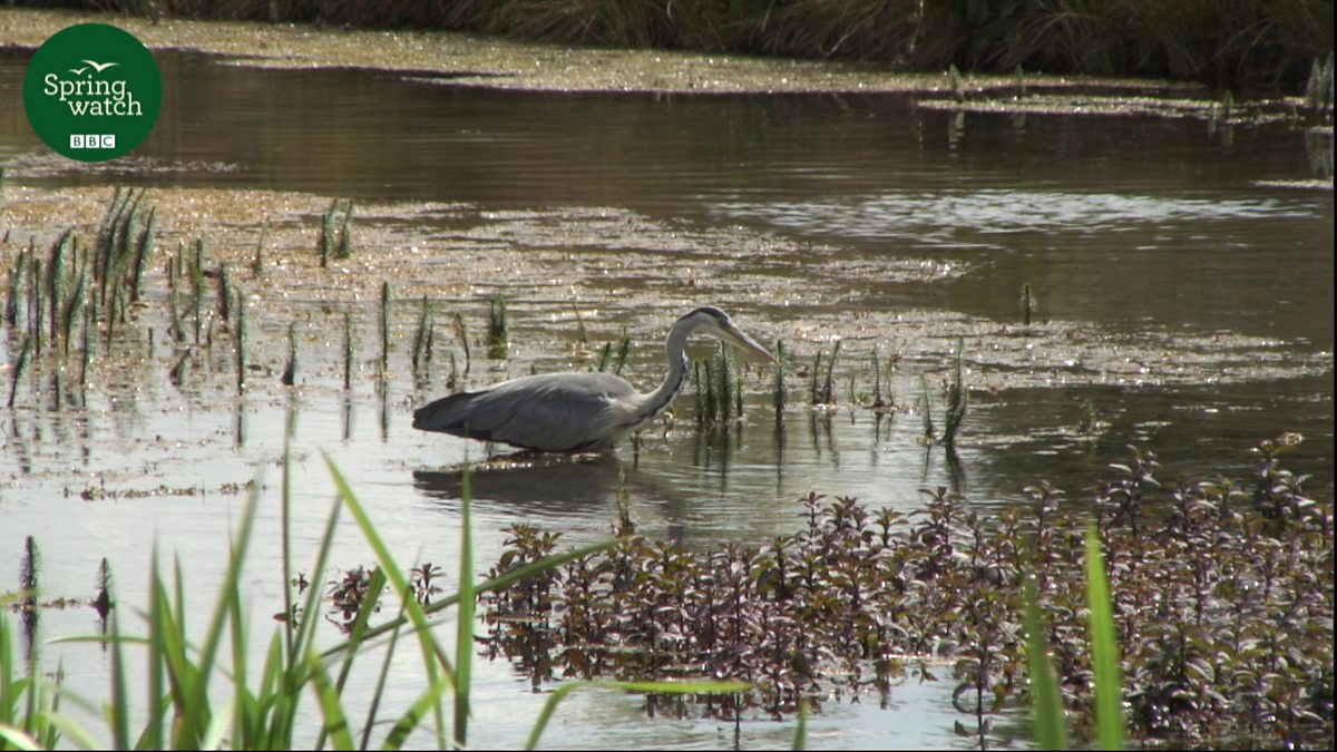 BBC Two - Springwatch, Day 11 Highlights - Springwatch 2017