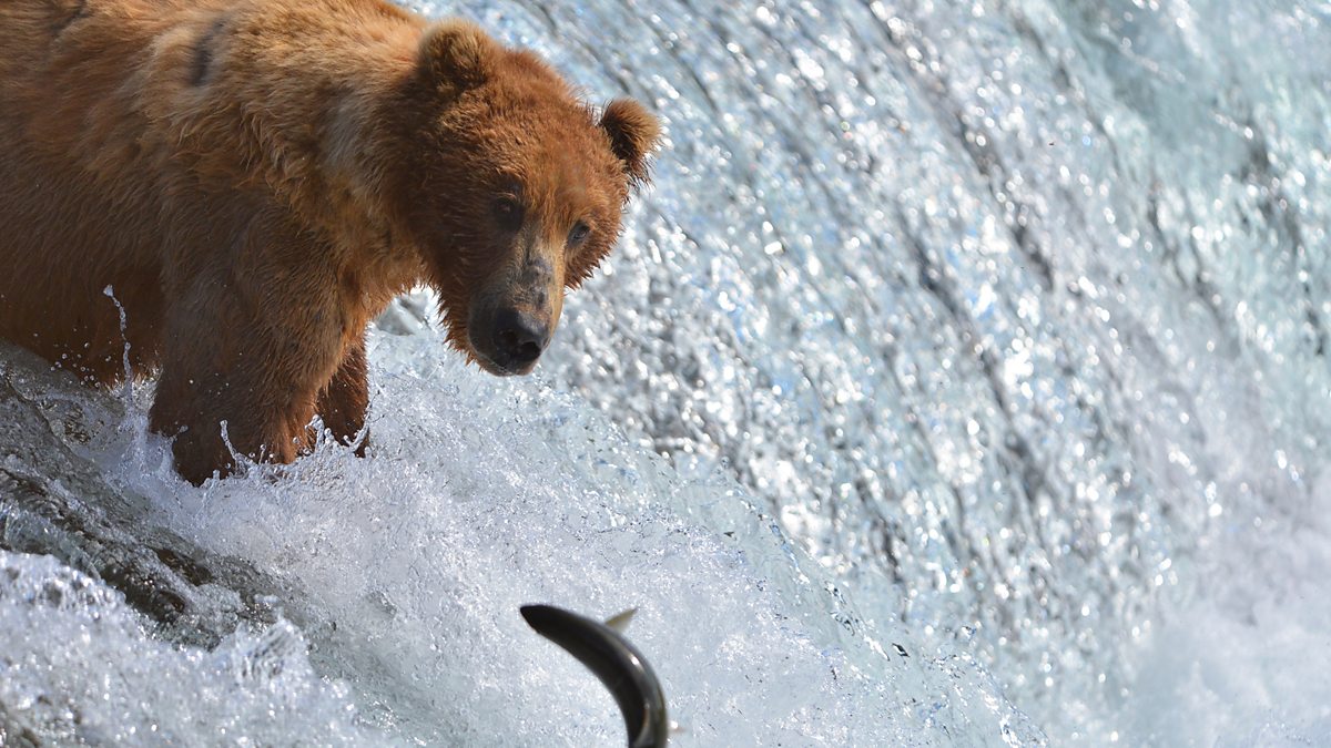 BBC One - Wild Alaska Live - Brown bear