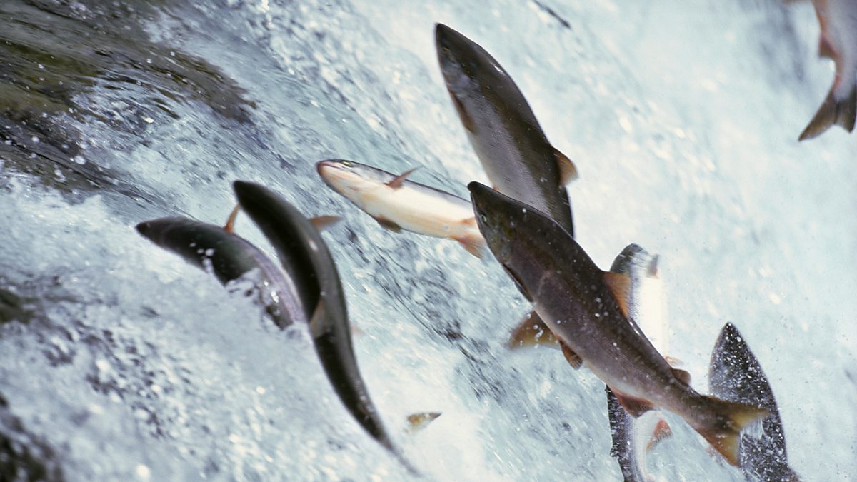 BBC One - Wild Alaska Live - Salmon