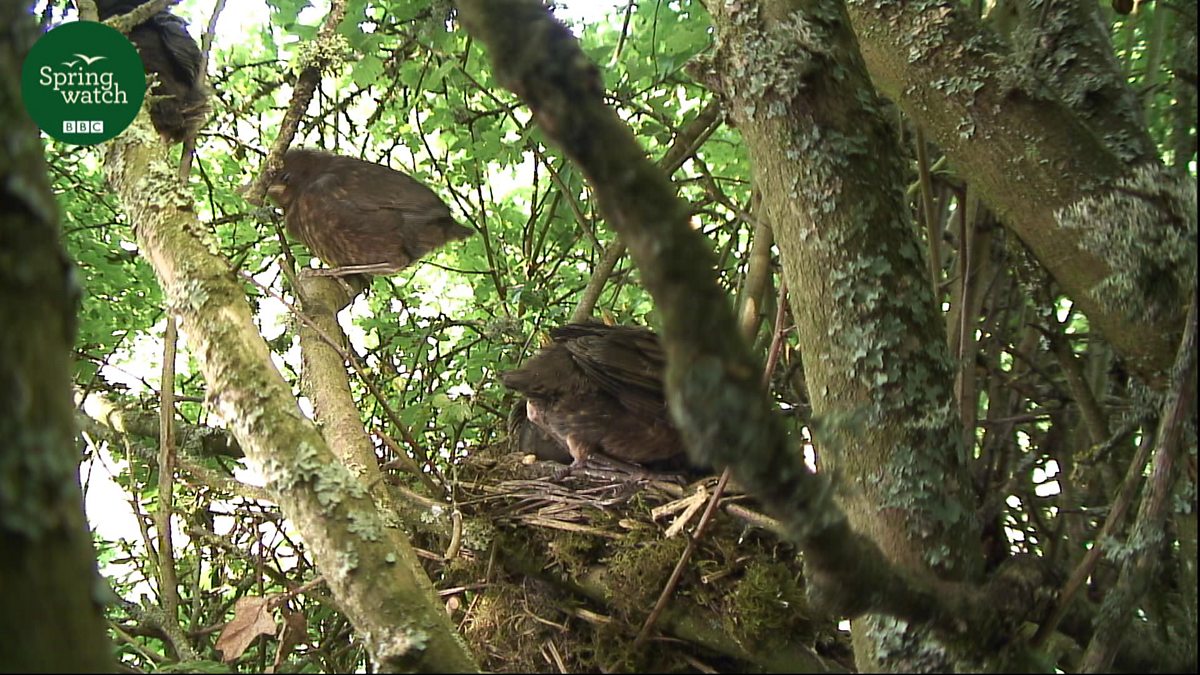 BBC Two - Springwatch, Blackbird family fledging