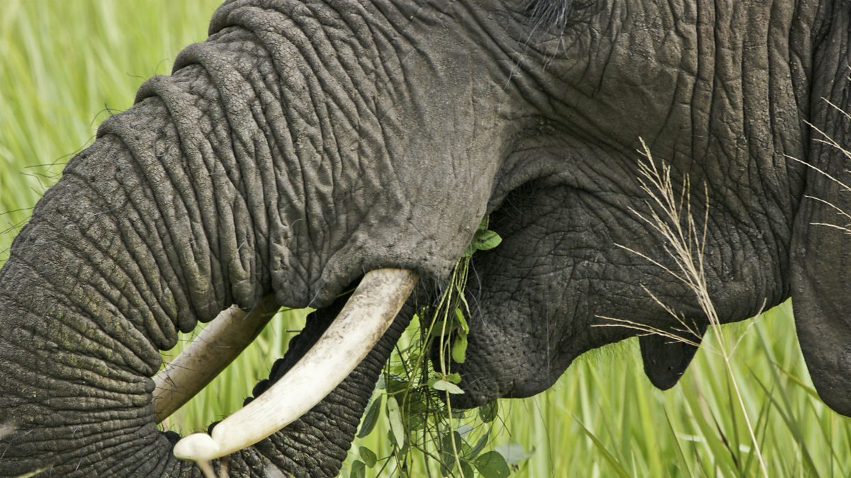 BBC News - Big Boss Interview, The real cost of ivory