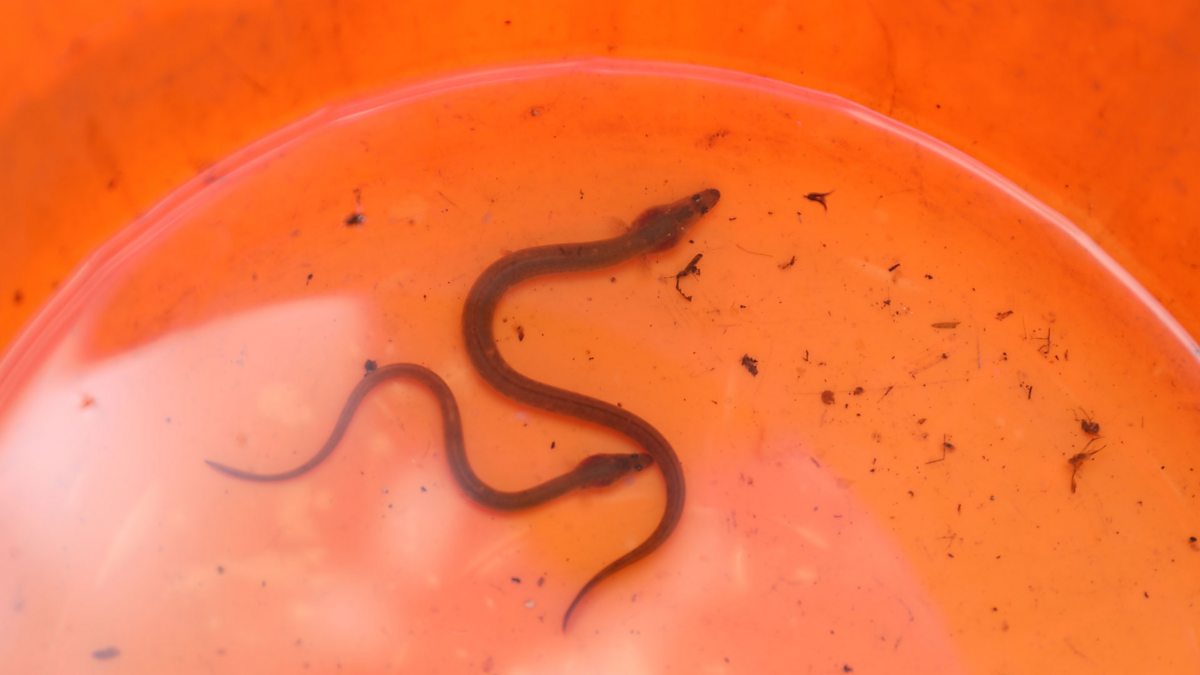 BBC World Service - Outlook, The amazing journey of the eels