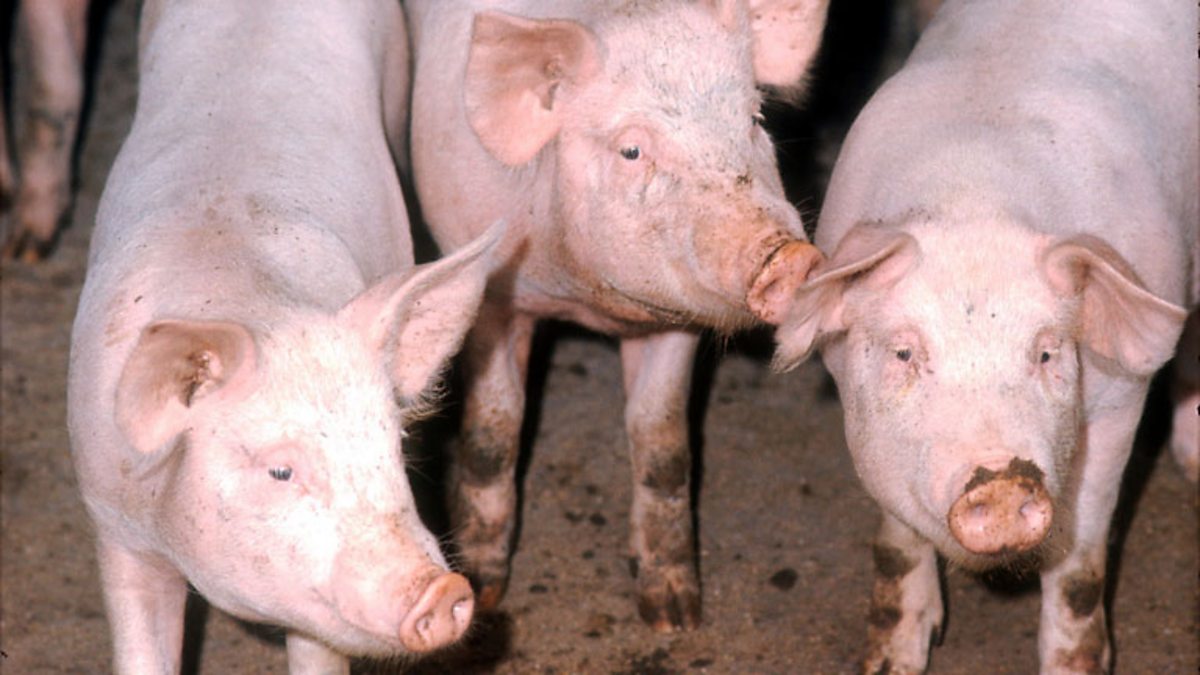 BBC Blogs - The Archers - The big pig plans for Berrow Farm