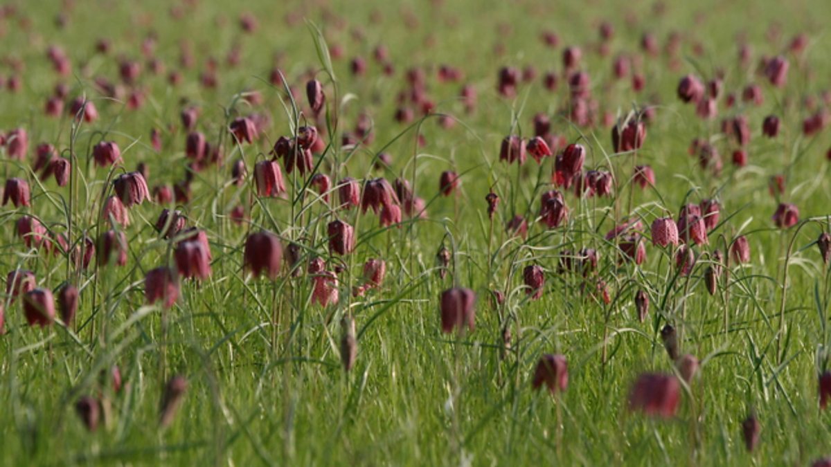 BBC Blogs - Springwatch - 7 beautiful photos of British meadows that'll ...