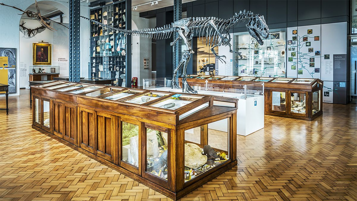 BBC Arts - BBC Arts, The Lapworth Museum of Geology - Museum of the ...