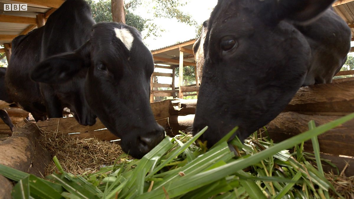 BBC World Service - People Fixing The World, Cutting Cow Farts to ...