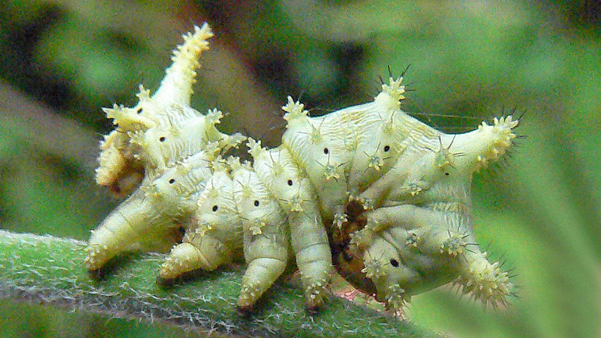 BBC World Service - Science In Action, Caterpillar Cannibals