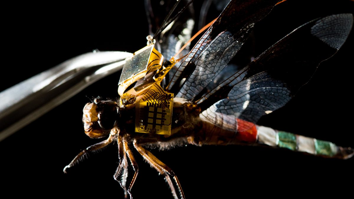 BBC News - Click, Living dragonfly drones take flight