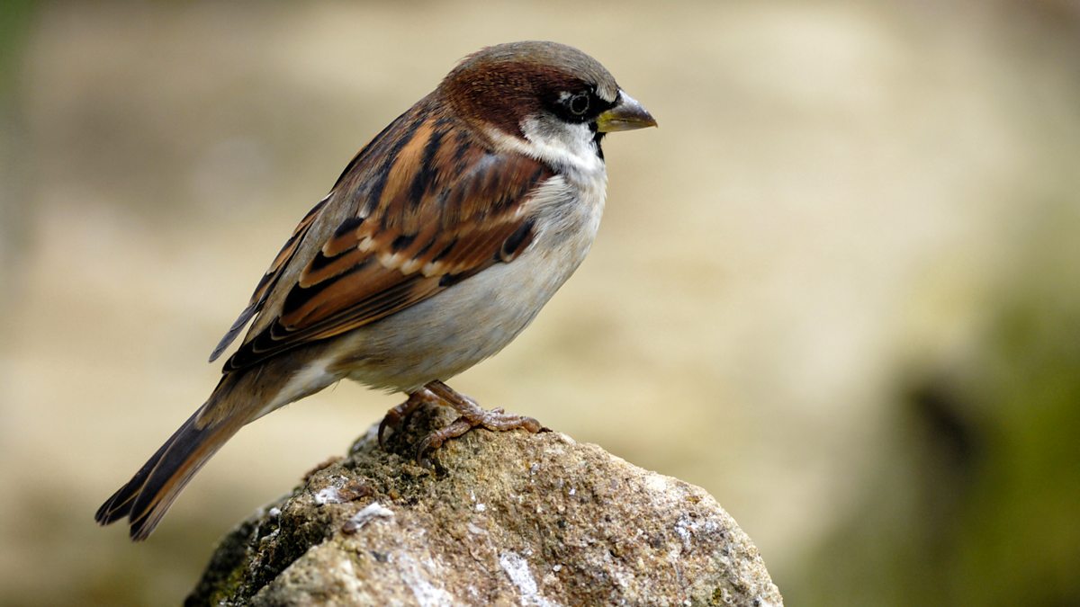 BBC Radio 4 - Tweet of the Day, Alex Gregory on the House Sparrow