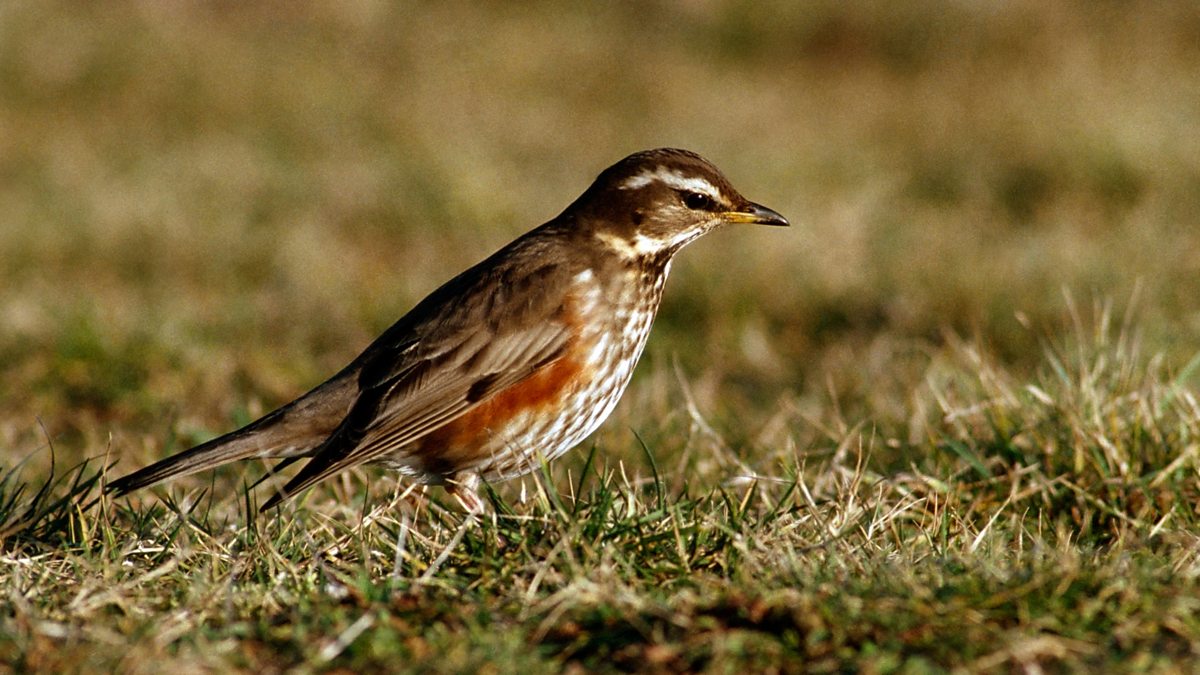 BBC Radio 4 - Tweet of the Day, Paul Brook on the Redwing