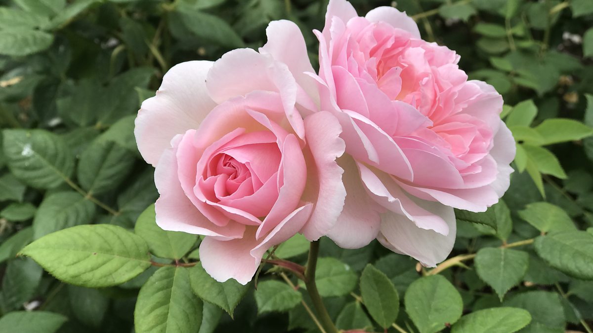 BBC Radio Leicester - Down to Earth, Roses