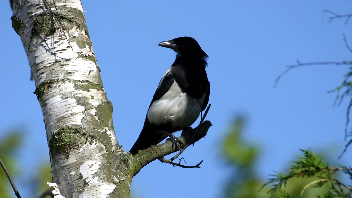 BBC Radio 4 - Tweet of the Week, Eliza Lomas