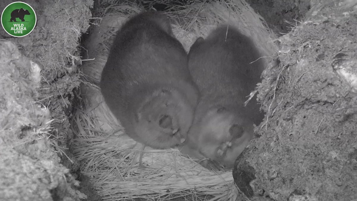 BBC One - Wild Alaska Live, Beaver yawns are contagious