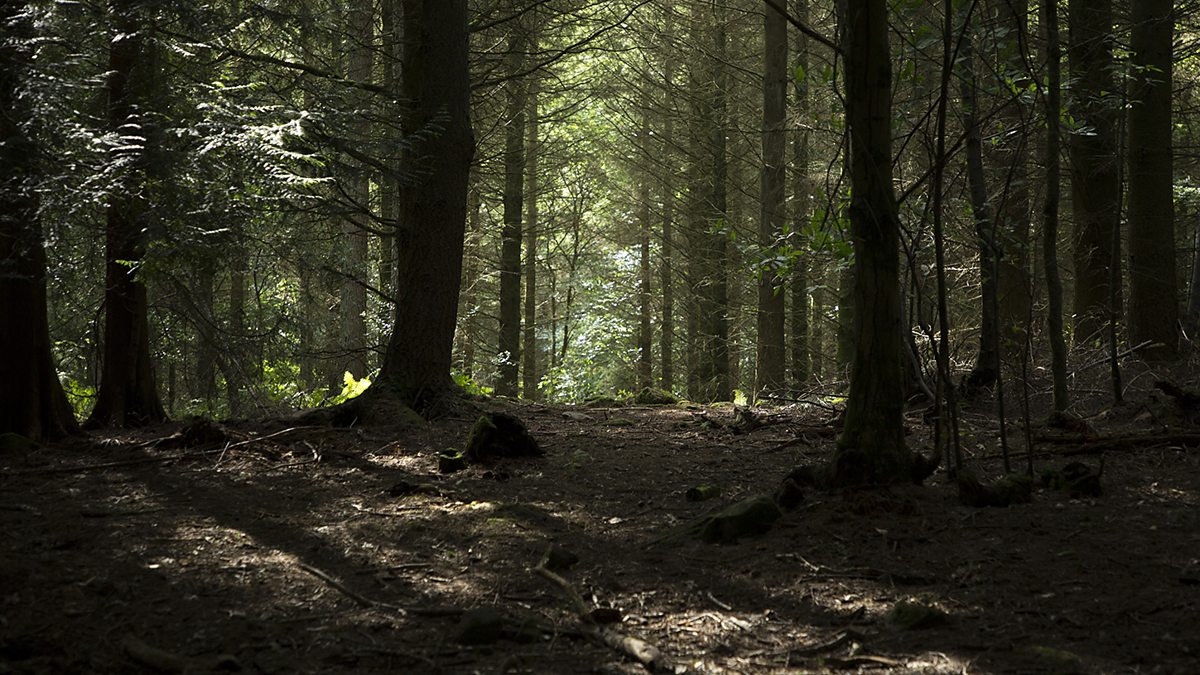 BBC Blogs - Springwatch - Inside the forest: The Watches record a ...