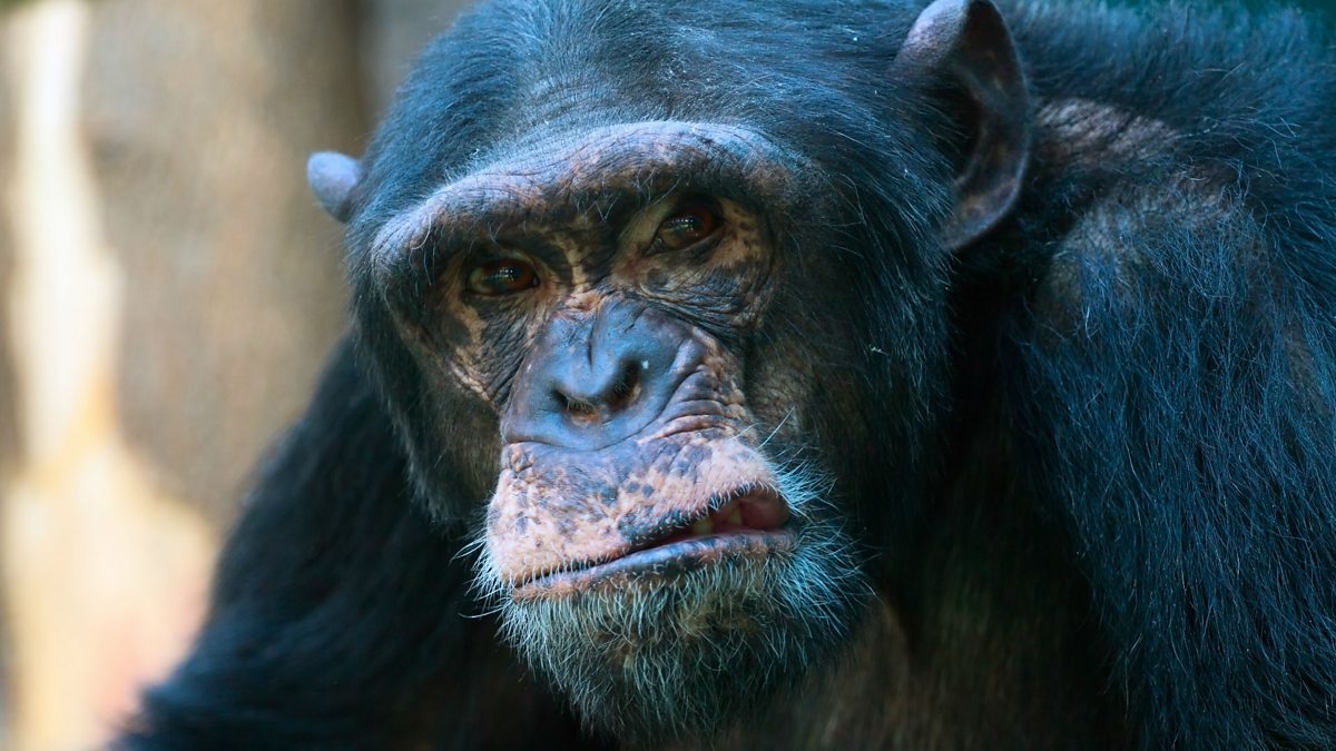 BBC World Service - CrowdScience, Can Animals Commit Murder?