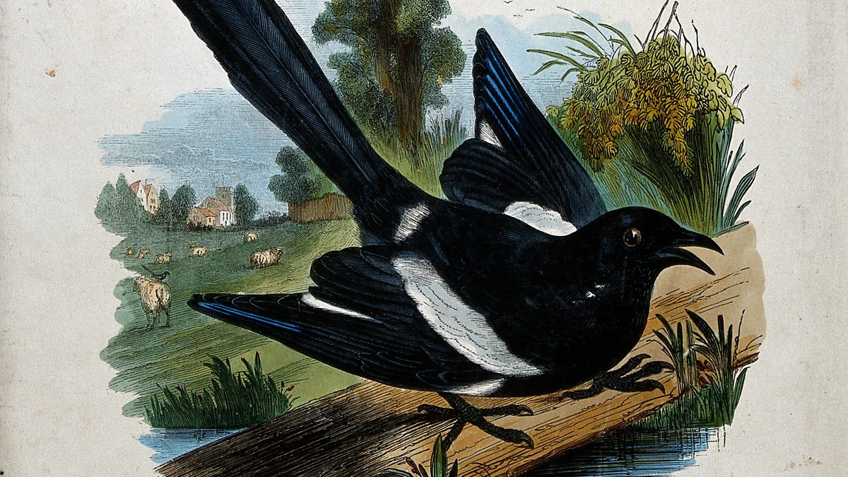 BBC Radio 4 - Tweet of the Day, Hear how the magpie straddles good and evil