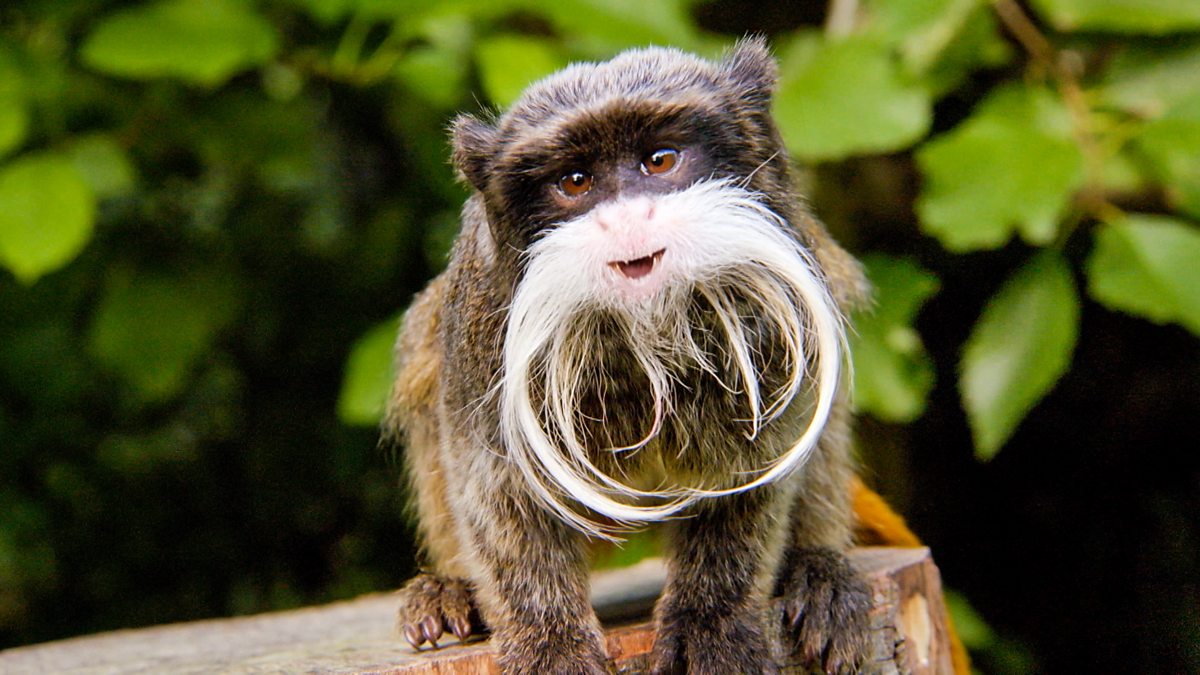 The Zoo - Series 1: 2. Poo Dunnit? - BBC iPlayer