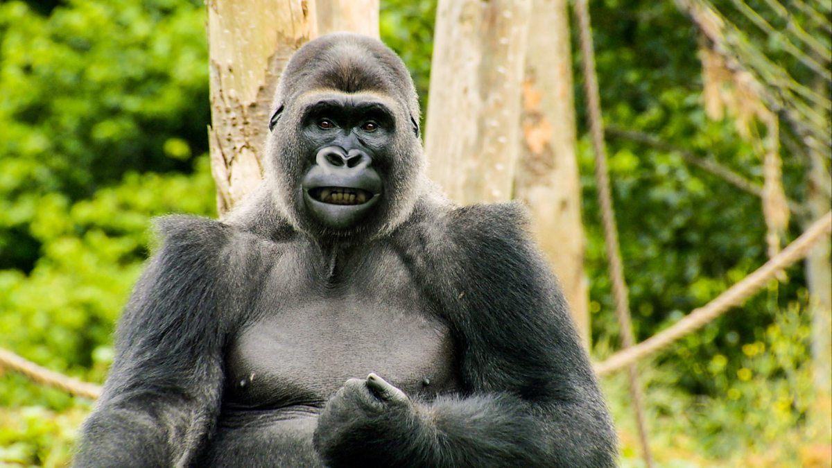 The Zoo - Series 1: 7. The Great Escape - BBC iPlayer