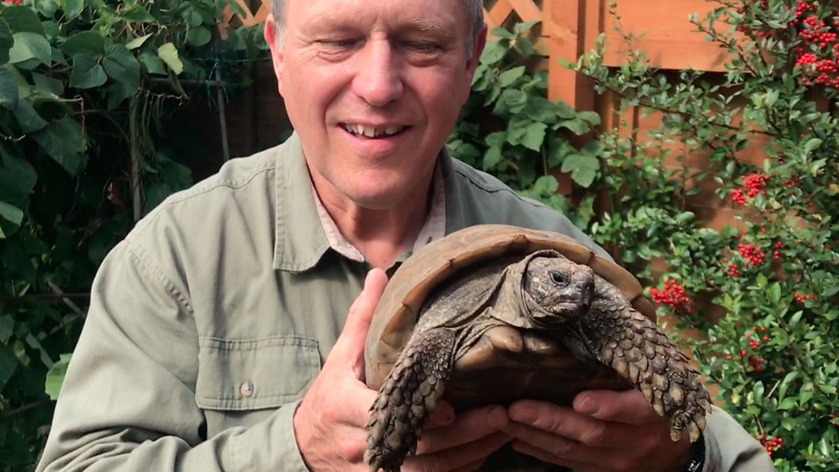 BBC Radio Gloucestershire - Anna King, The man who saved his tortoise ...