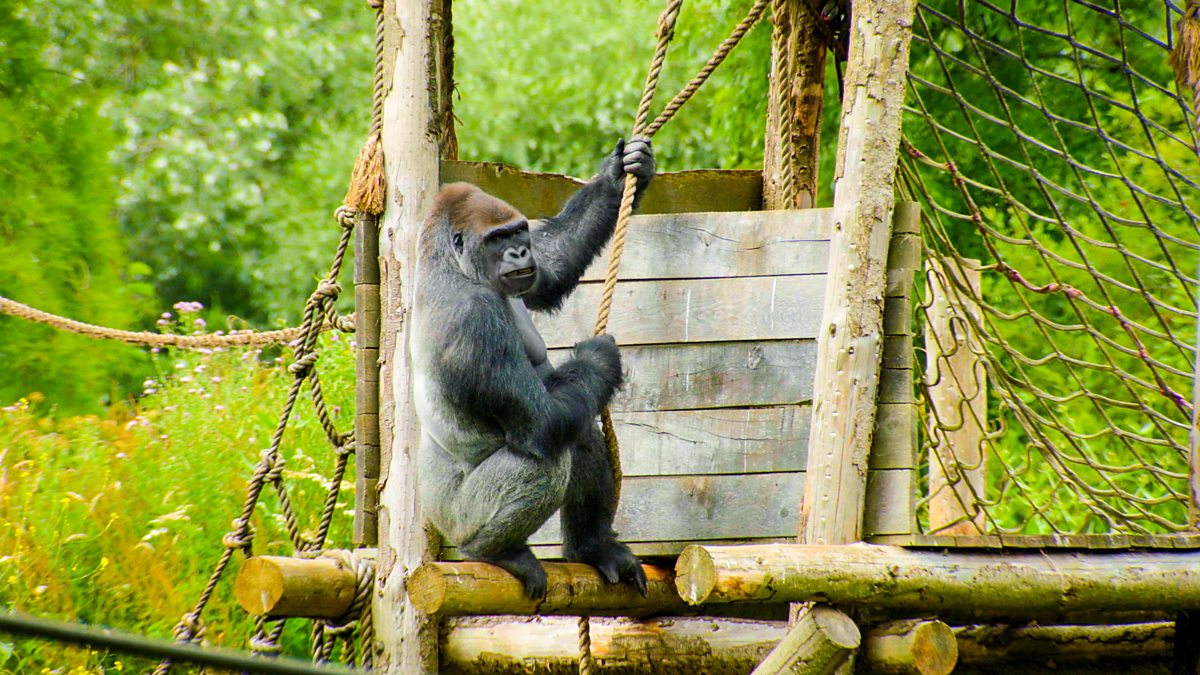The Zoo - Series 1: 12. Jurgens Jungle Gym - BBC iPlayer