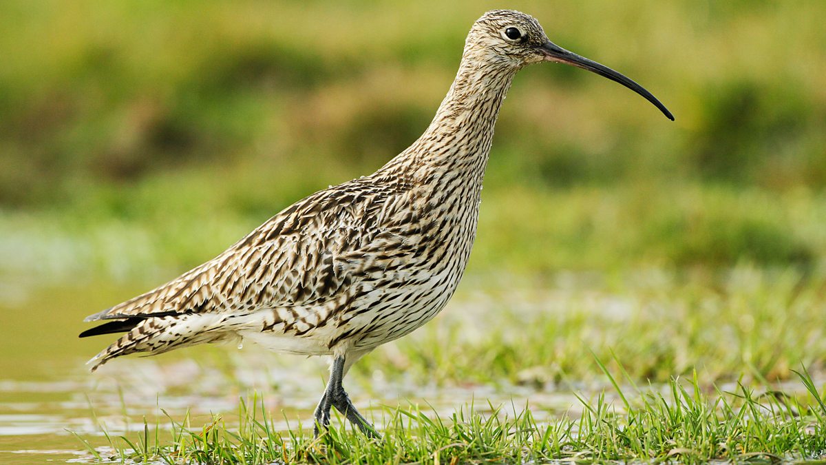 BBC Radio 4 - Tweet of the Day, Amy Liptrot on the Curlew