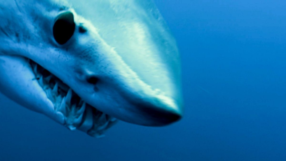 Shark Bites - Series 1: 1. Mako Shark - BBC iPlayer