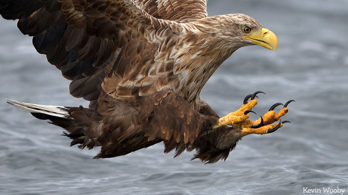 BBC Blogs - Springwatch - Six good news nature stories that happened ... BBC Blogs - Springwatch - Six good news nature stories that happened ...