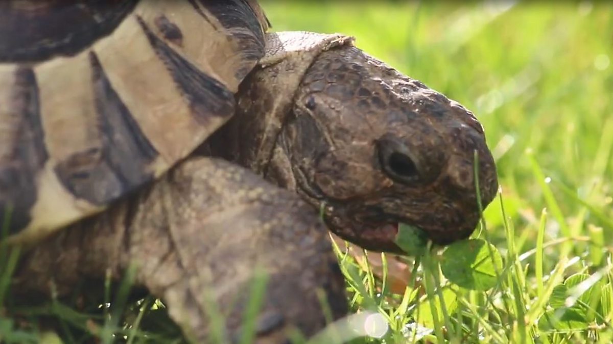 BBC One - Look East, Evening News, 01/09/2017, Stolen tortoise prompts ...