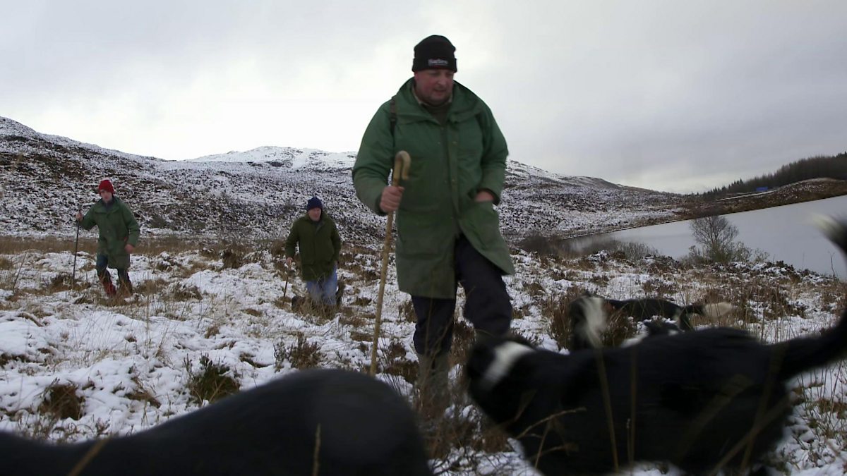 BBC Two - This Farming Life, Series 2, Episode 3, Bringing in the Sheep