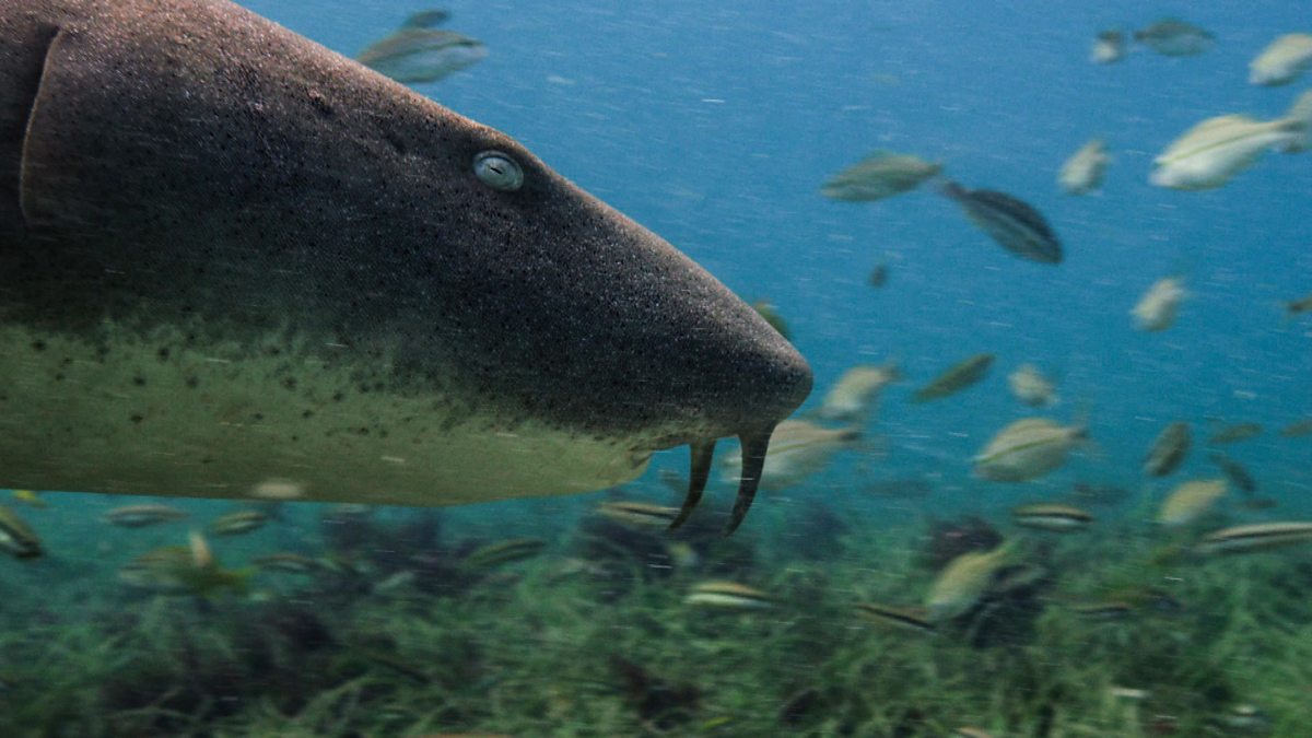 Shark Bites - Series 1: 7. Nurse Shark - BBC iPlayer