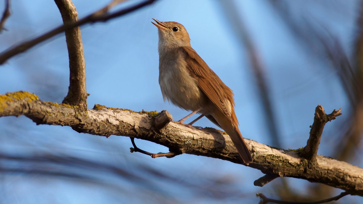 BBC Radio 4 - Natural Histories, Nightingale