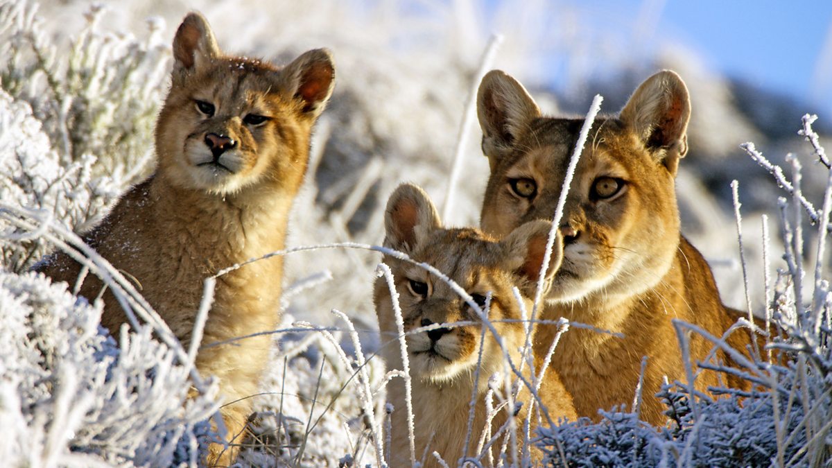 BBC Two - Mountain: Life at the Extreme, Series 1, Andes