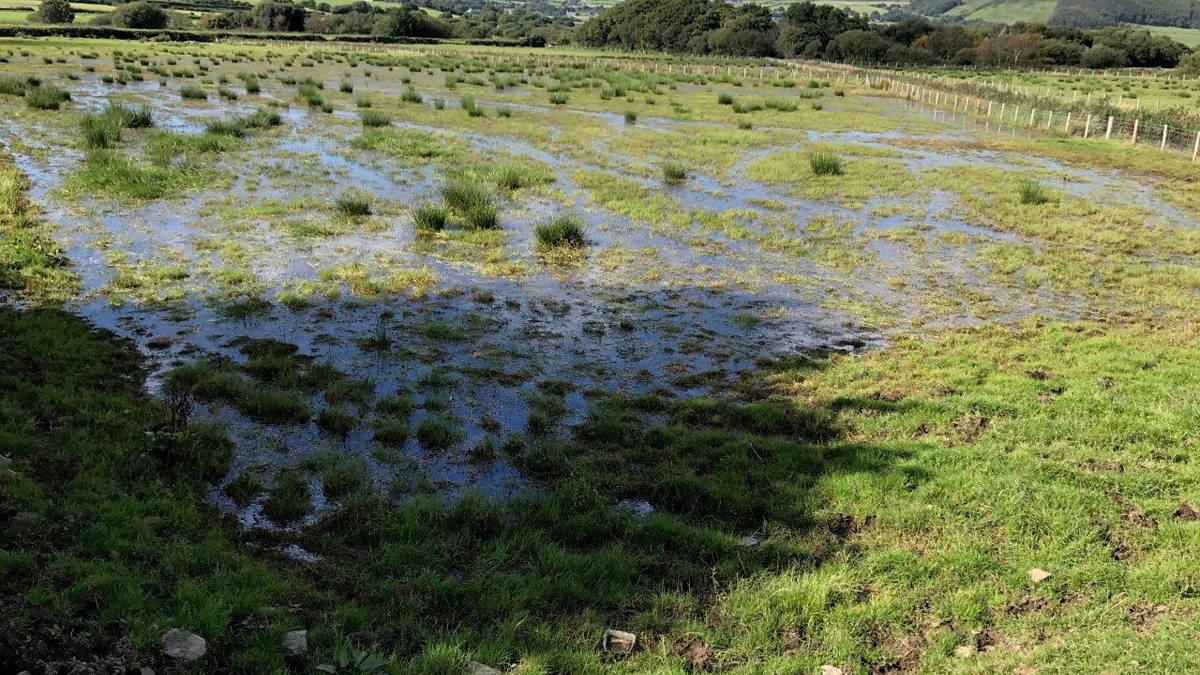 BBC Radio Cymru - Bwletin Amaeth, Arweinydd gwleidyddol yn ffafrio bwyd ...