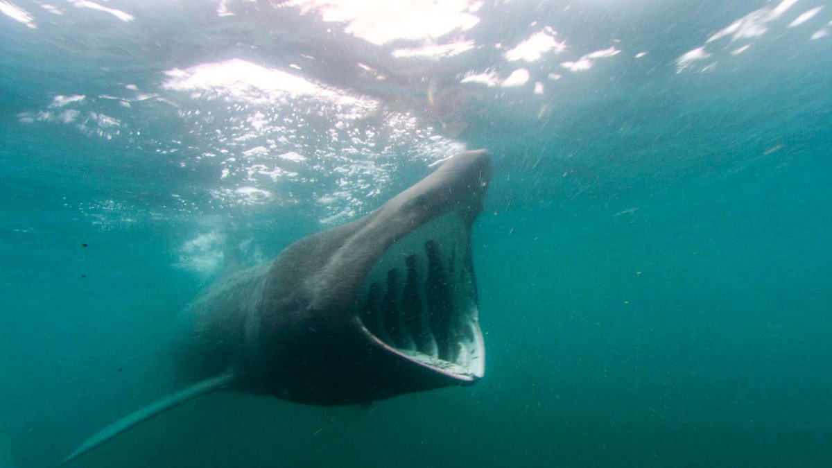 Shark Bites - Series 1: 10. Basking Shark - BBC iPlayer