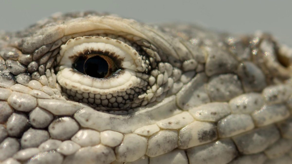 BBC Two - Mountain: Life at the Extreme, Series 1, Andes, A salt flat ...