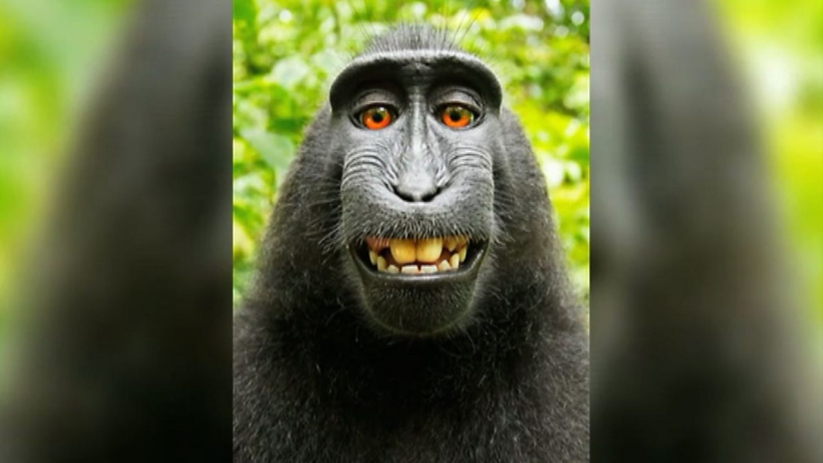 S4C - Ffeil, Hunlun y Mwnci bach del