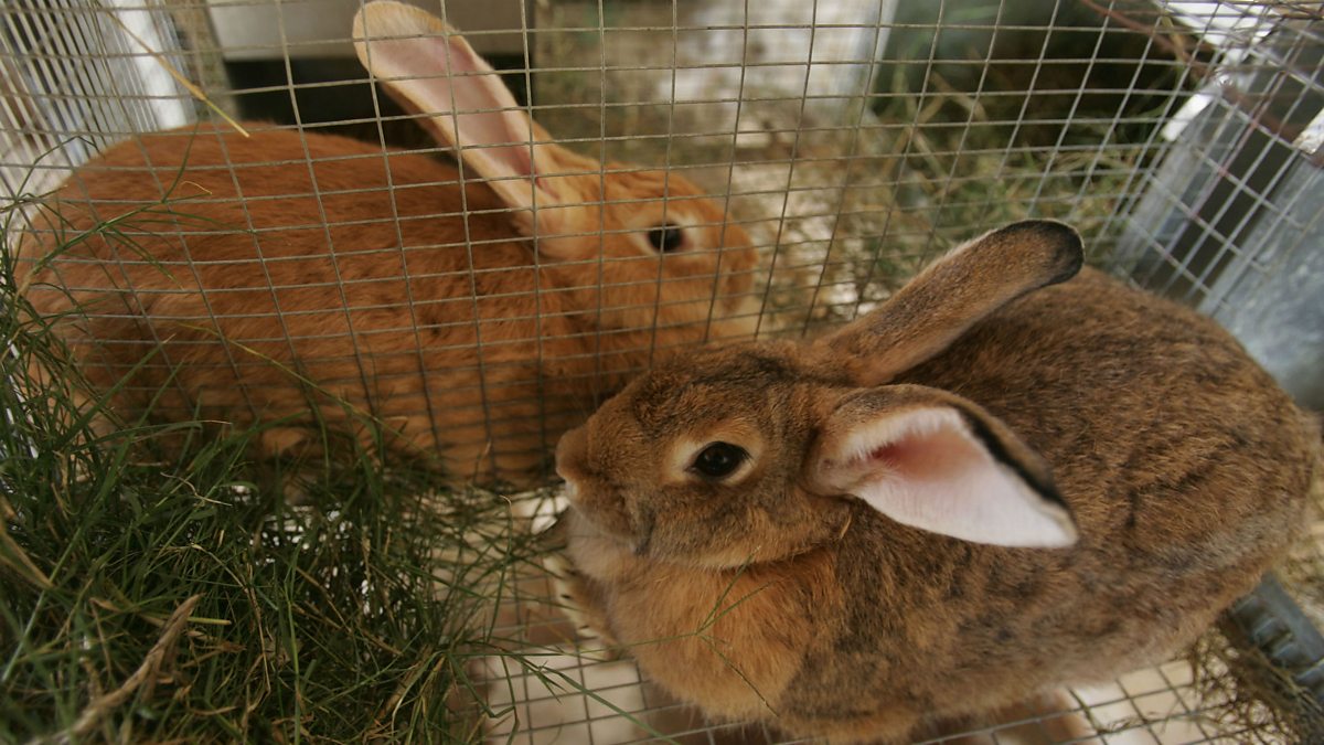 BBC World Service - Newsday, Let them eat rabbit