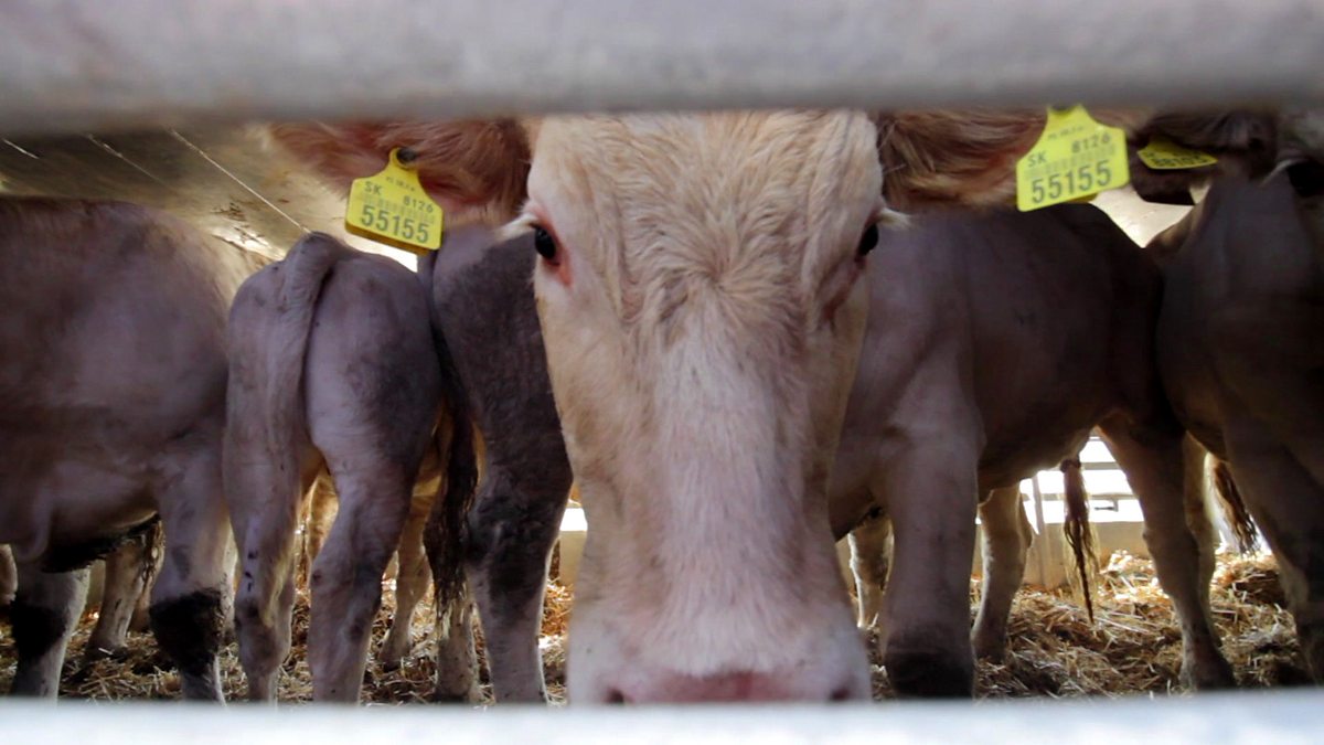 BBC - Live Animal Transport