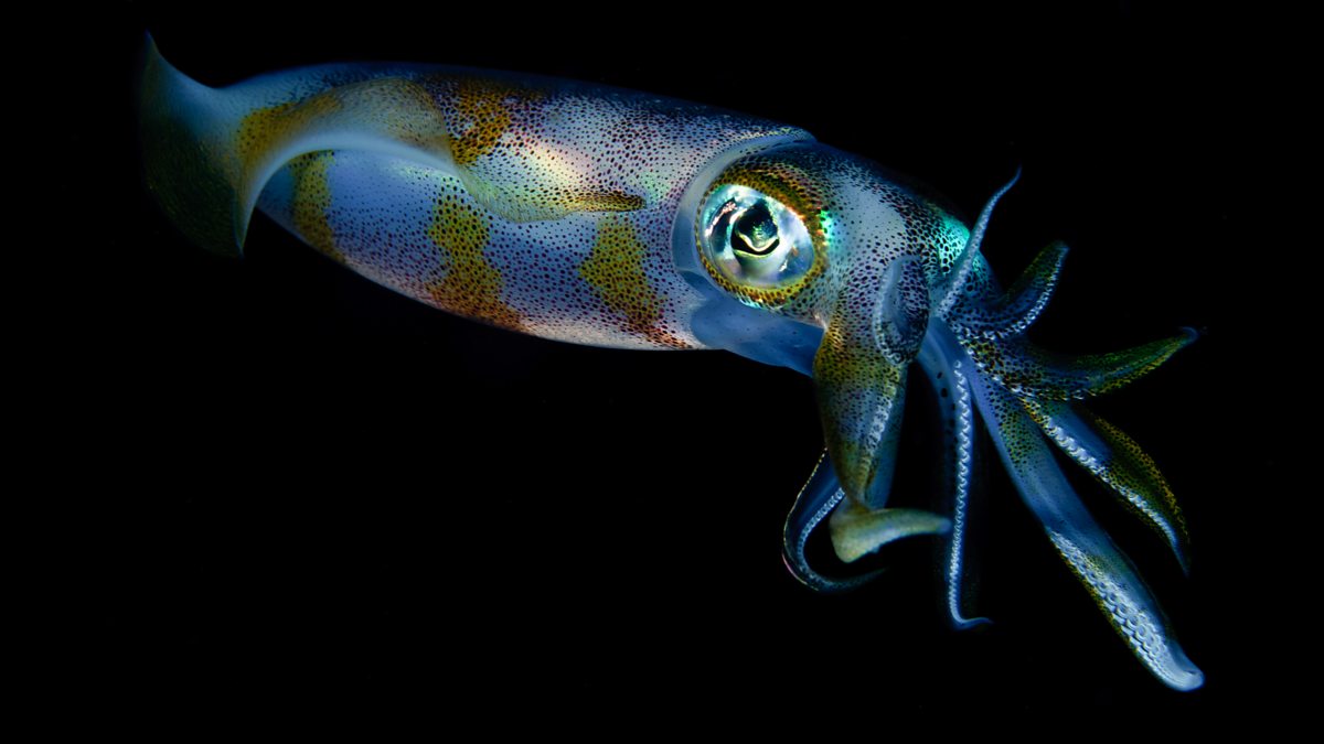 BBC World Service - Health Check, 'Misleading' Information from Drinks ...