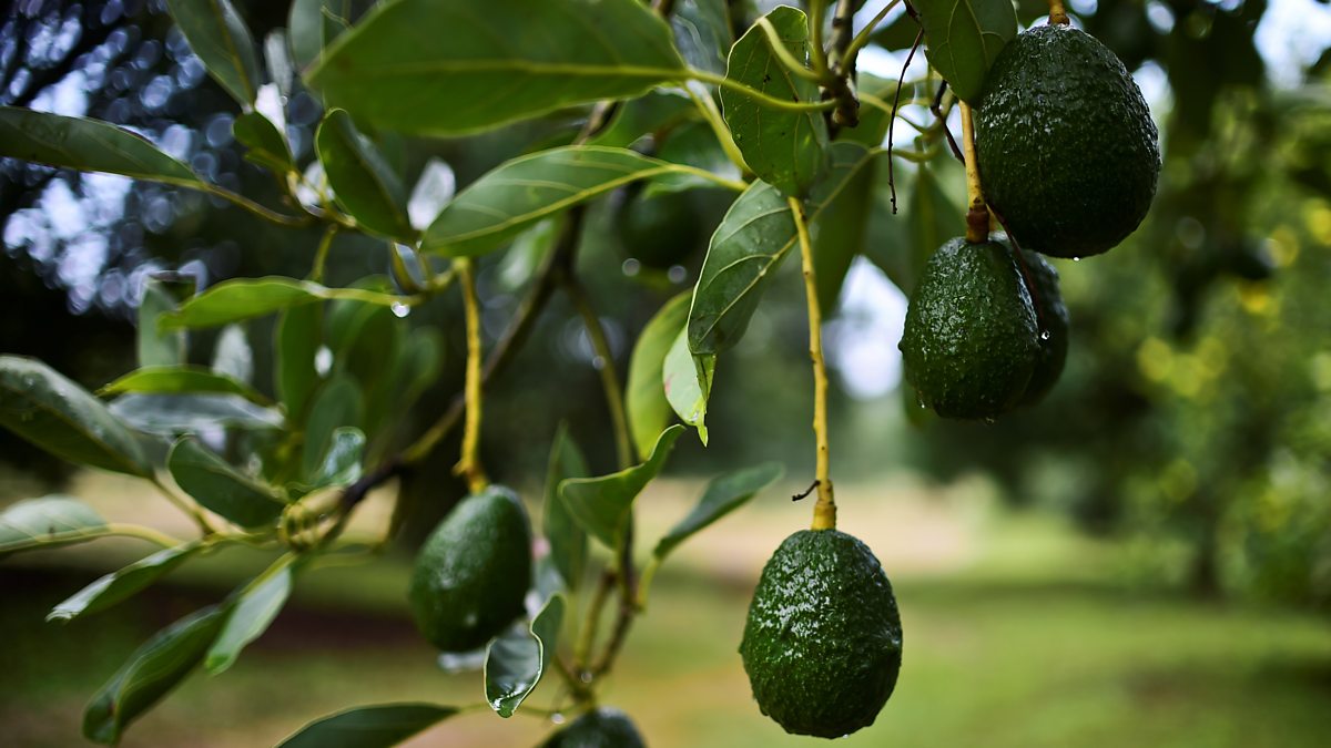 BBC World Service - The Documentary, The Avocado Wall