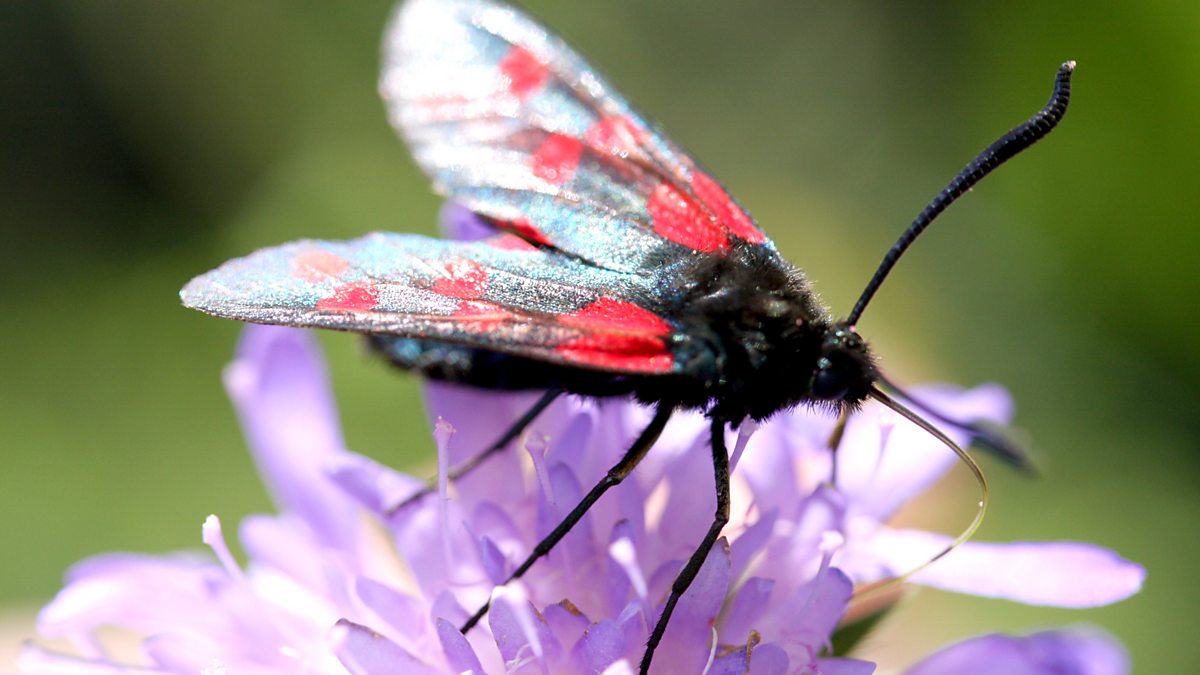 BBC Radio 4 - Natural Histories, Moth