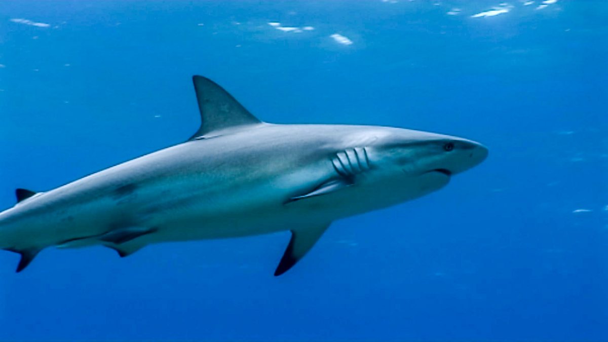 Shark Bites - Series 1: 19. Caribbean Reef Shark - BBC iPlayer