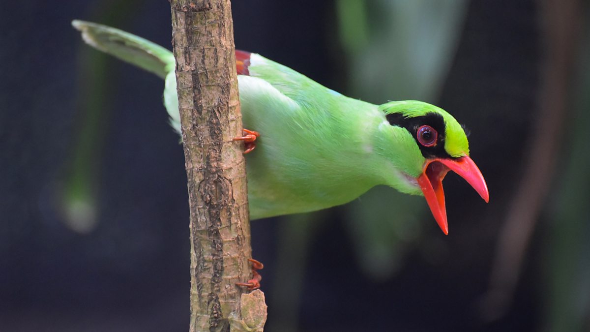 BBC World Service - The Documentary, The Silent Forest, The Silent ...