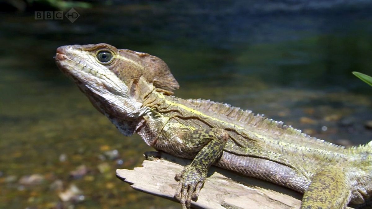 BBC - Learning, Terrific Scientific - Dancing animals - Lizards