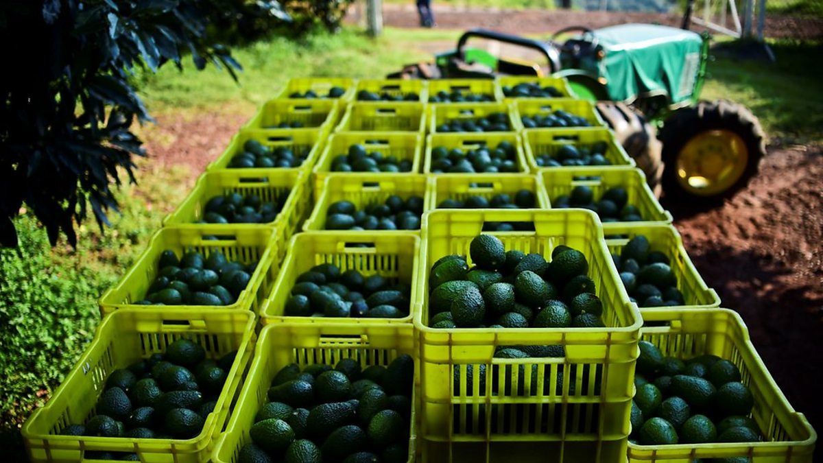 BBC World Service - Business Daily, Avocados: Guns and Guacamole