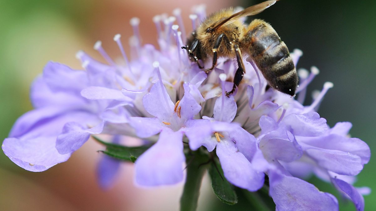 BBC Radio 4 - Curious Cases, Series 7, The Shocking Surprise, How bees ...