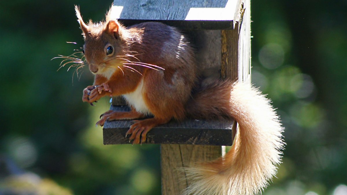 BBC Radio 4 - You and Yours, Red squirrel conservation; Viagogo ...
