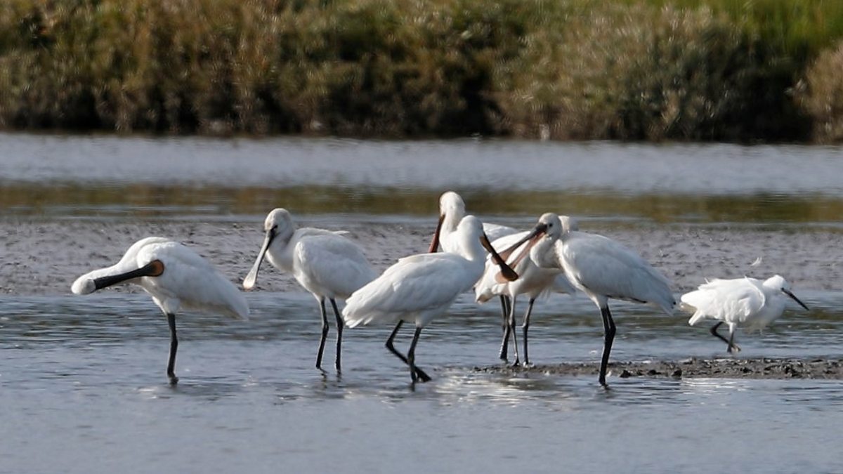 BBC Radio Solent - Steve Harris, A proposed wildlife habitat at Arne ...